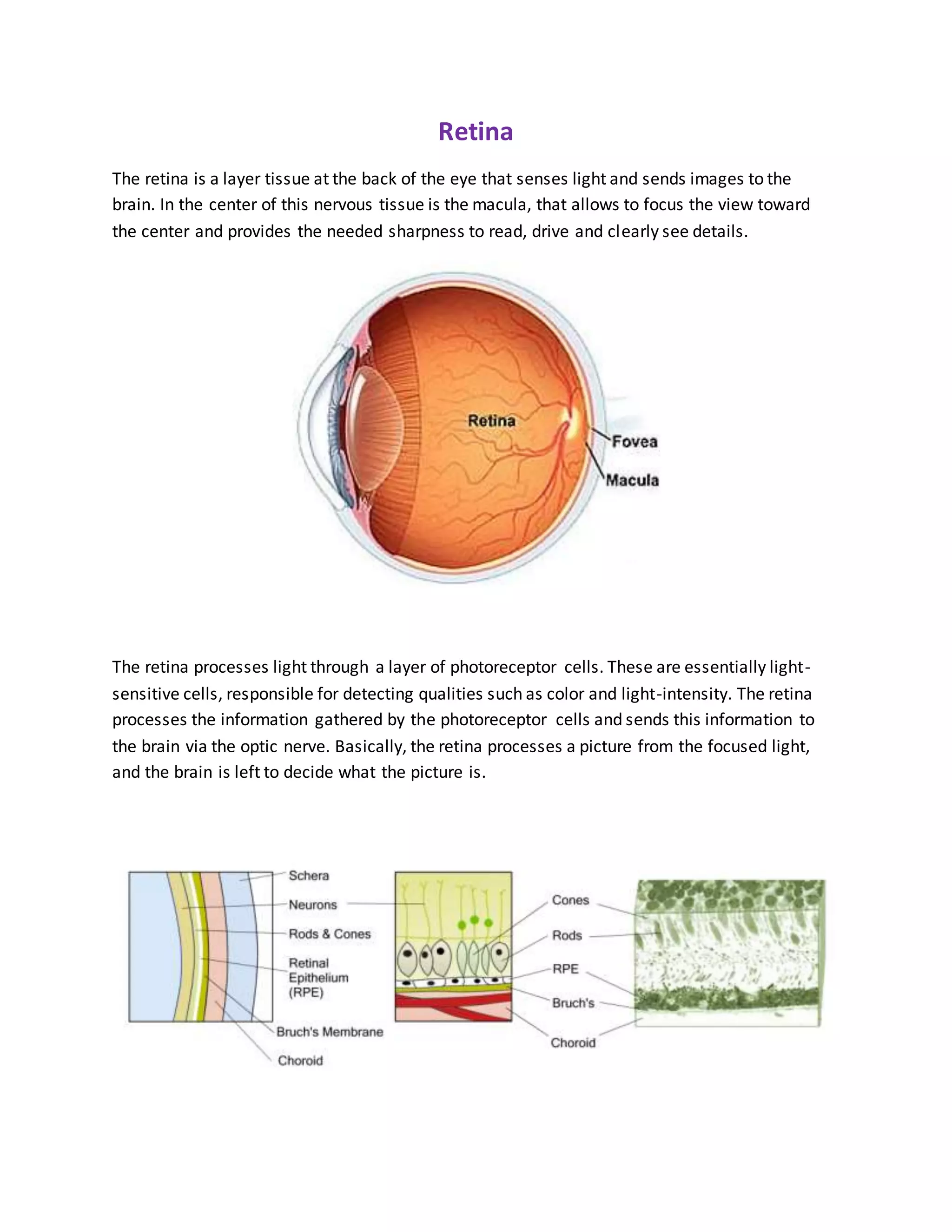 Retina (Define ,anatomy of retina, examination of retina ...