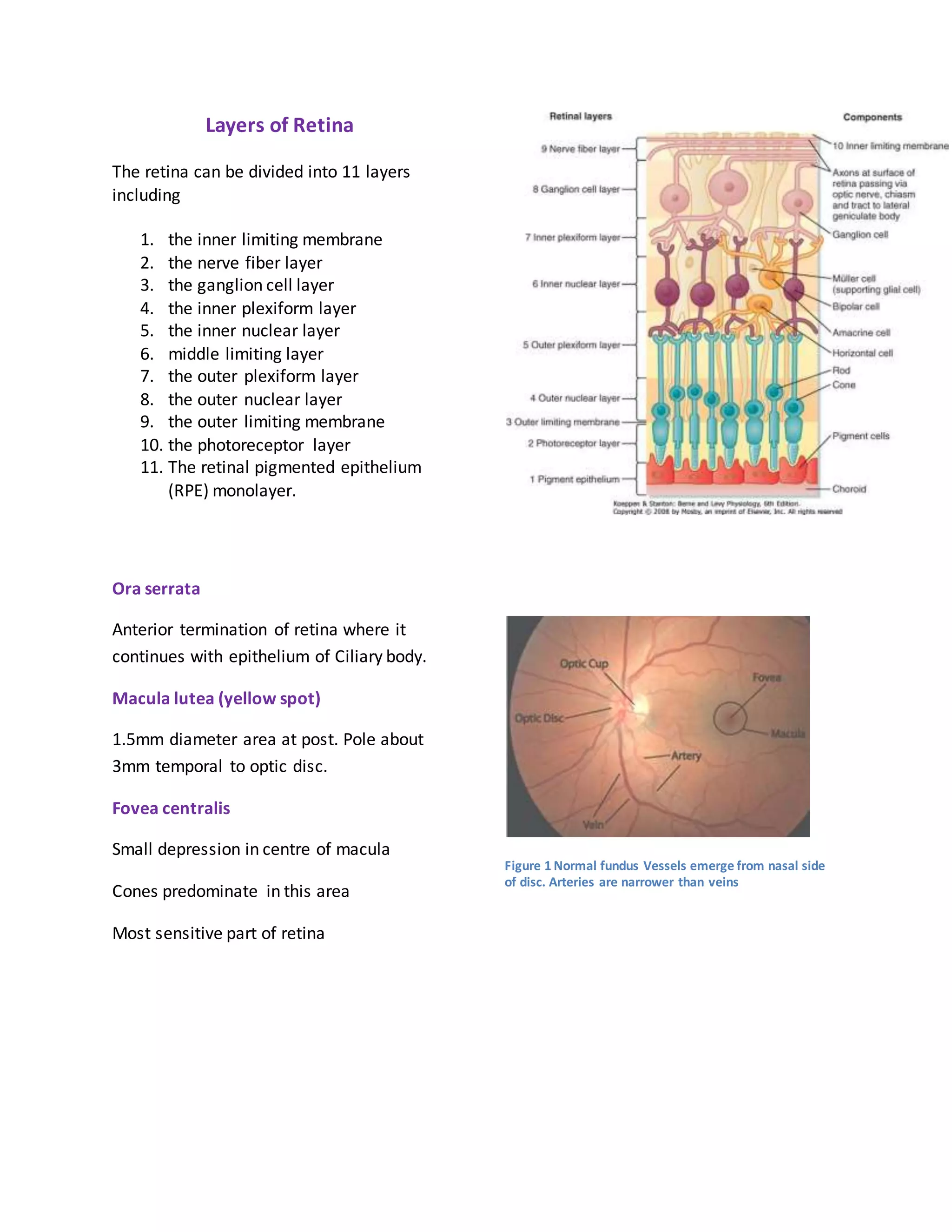 Retina (Define ,anatomy of retina, examination of retina ...