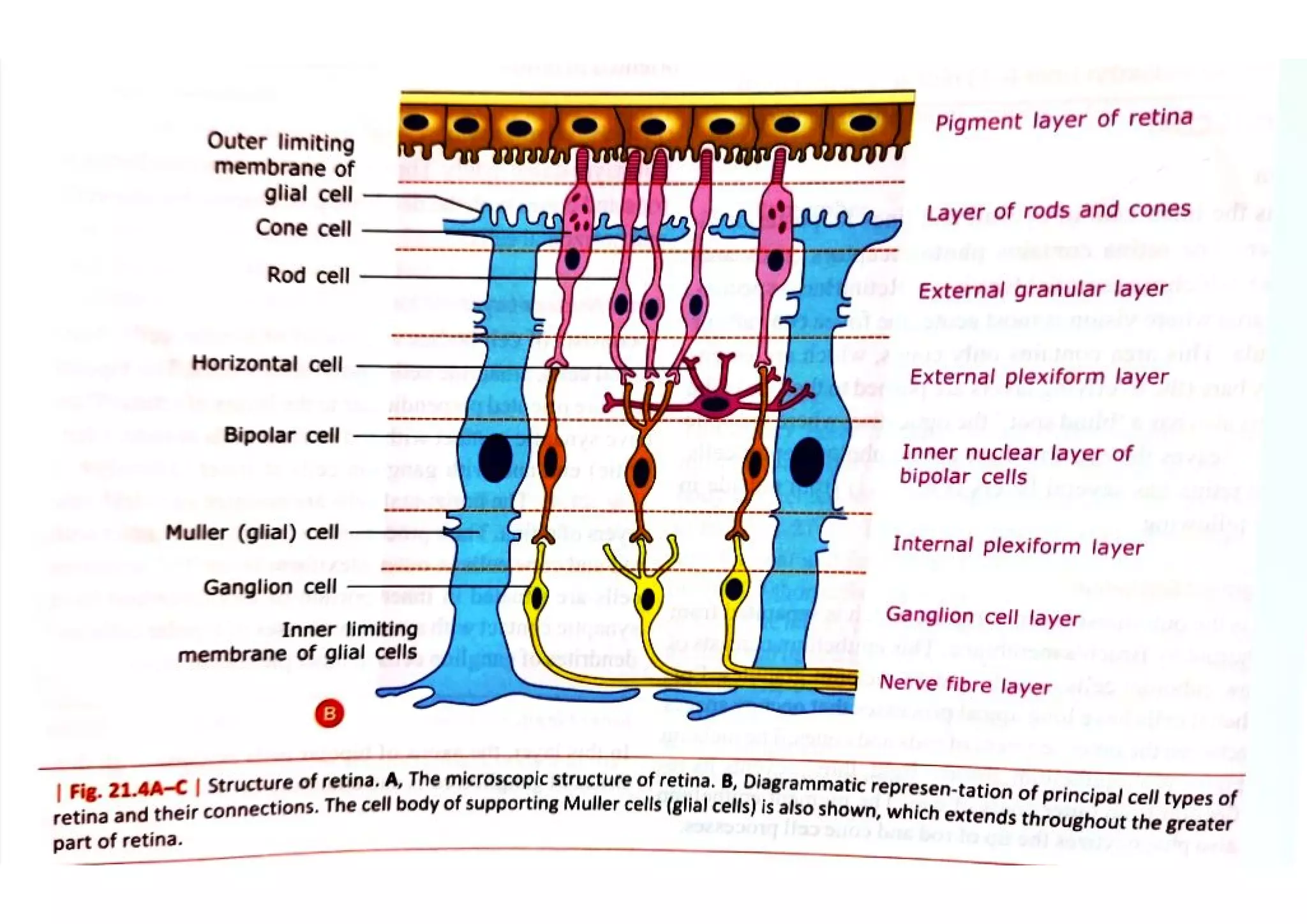 Retina layers | PDF | Eye and Vision Conditions | Diseases and Conditions