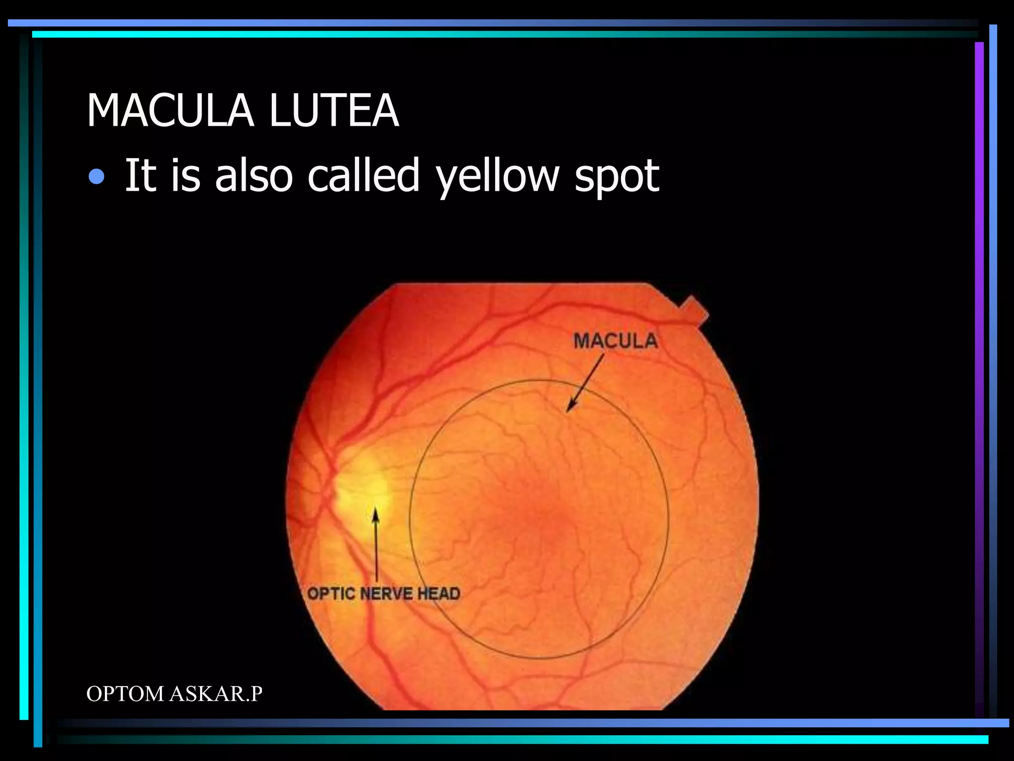 retina.ppt