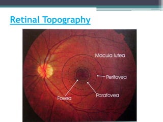 Diabetic Retinopathy | PPT