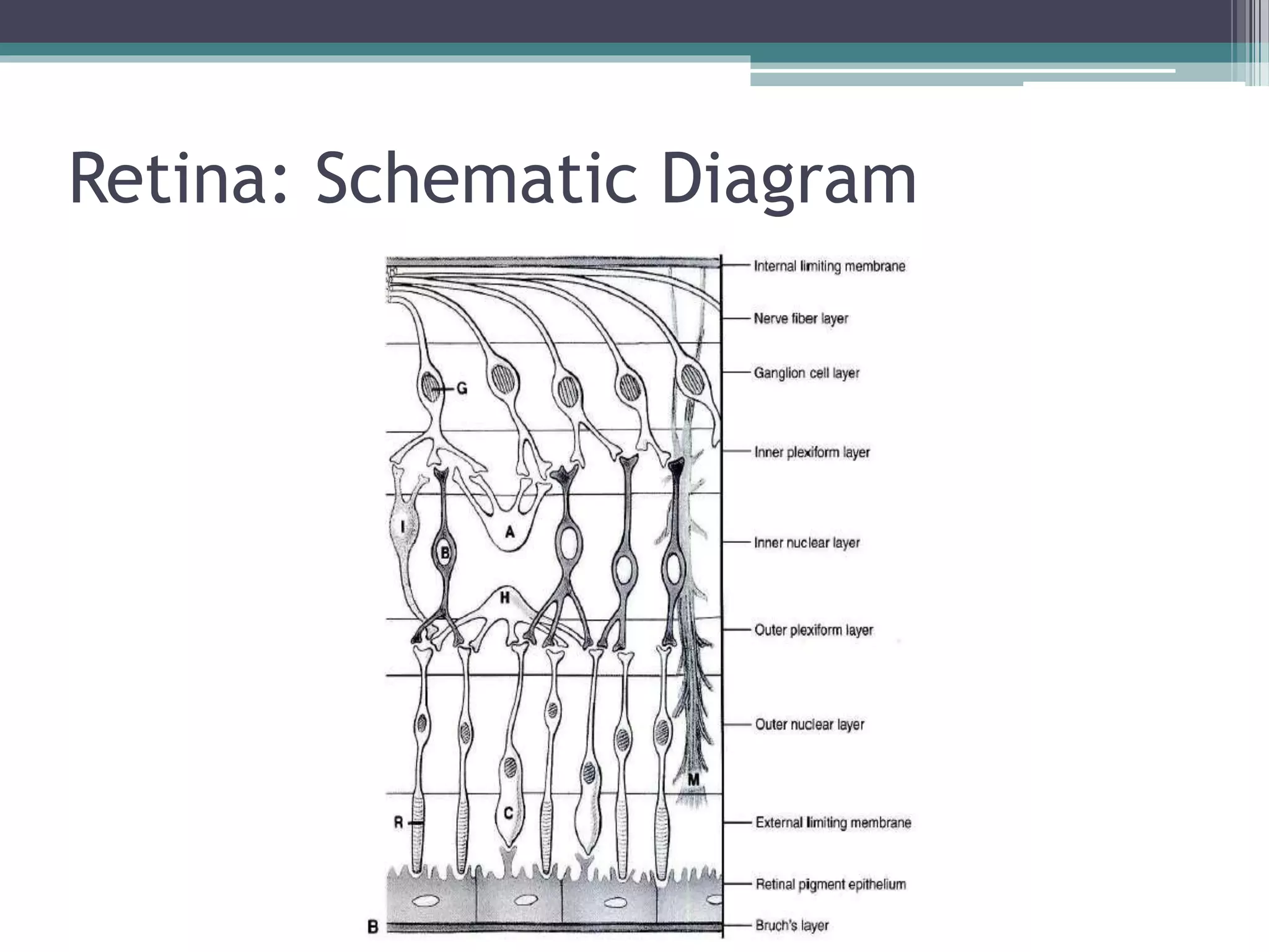 Retina 1 anatomy and diabetic retinopathy d r.k.n.jha-26.05.16