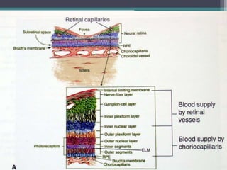 Retina 1 anatomy and diabetic retinopathy d r.k.n.jha-26.05.16
