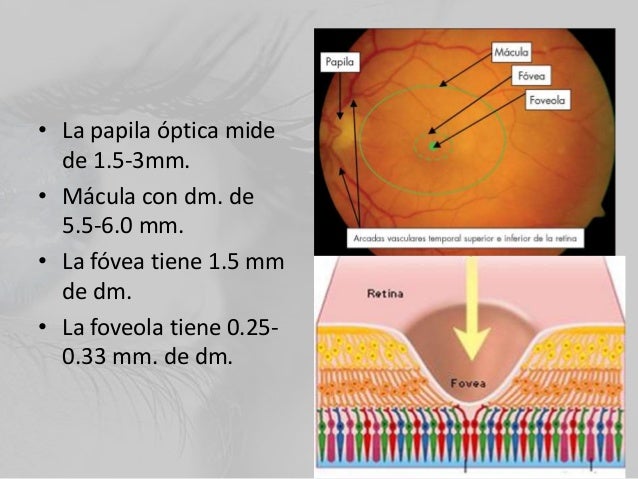 Retina Oftalmología.