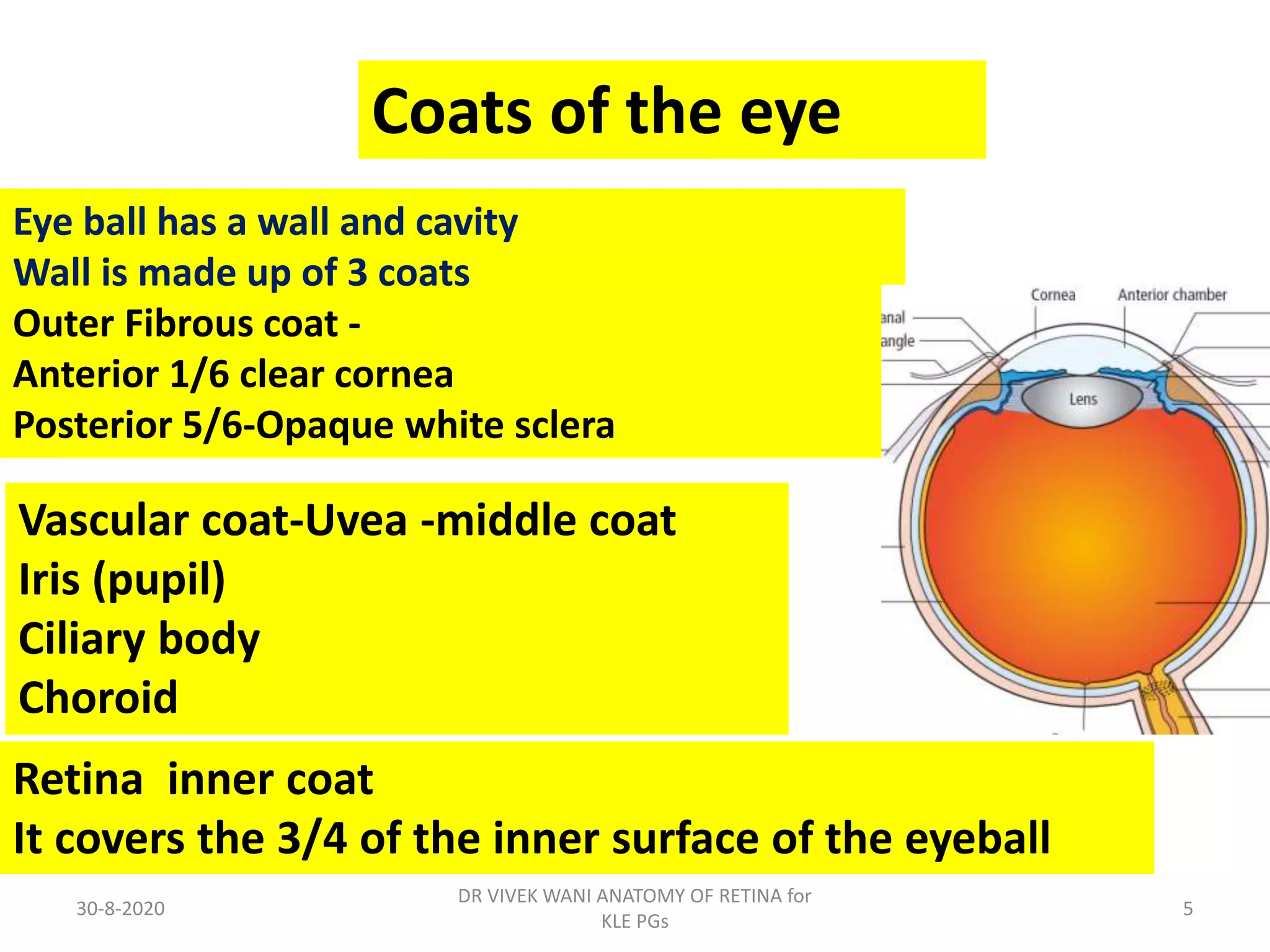 DR WANI'S TALK ON Retina anatomy for PGs 2022.pptx