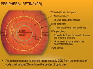 Retina and layers | PPTX