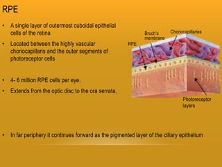 Retina and layers | PPTX