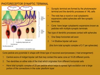 Retina and layers | PPTX