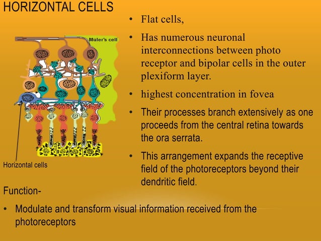 Retina and layers | PPTX | Eye and Vision Conditions | Diseases and ...