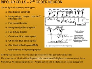 Retina and layers | PPTX