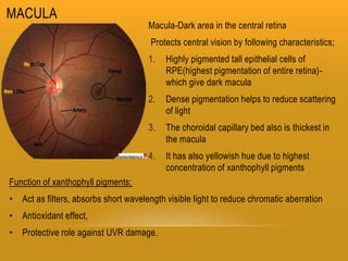 Retina and layers | PPTX