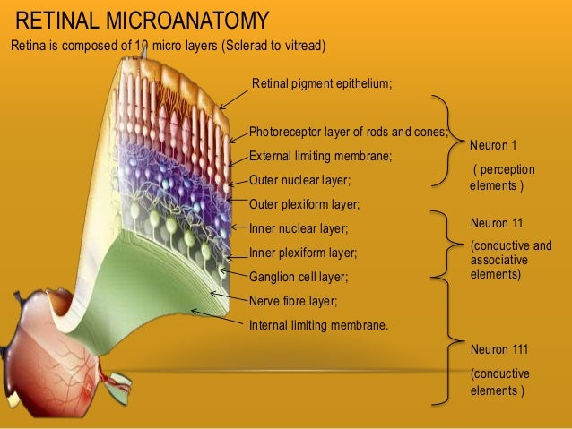 Retina and layers