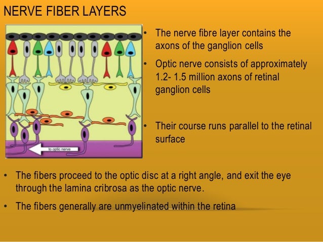 Retina and layers