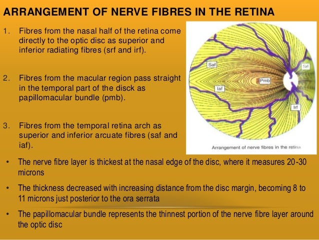 Retina and layers