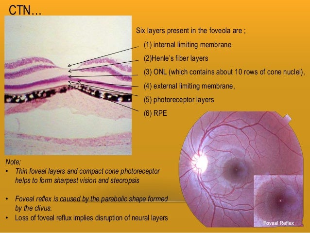 Retina and layers