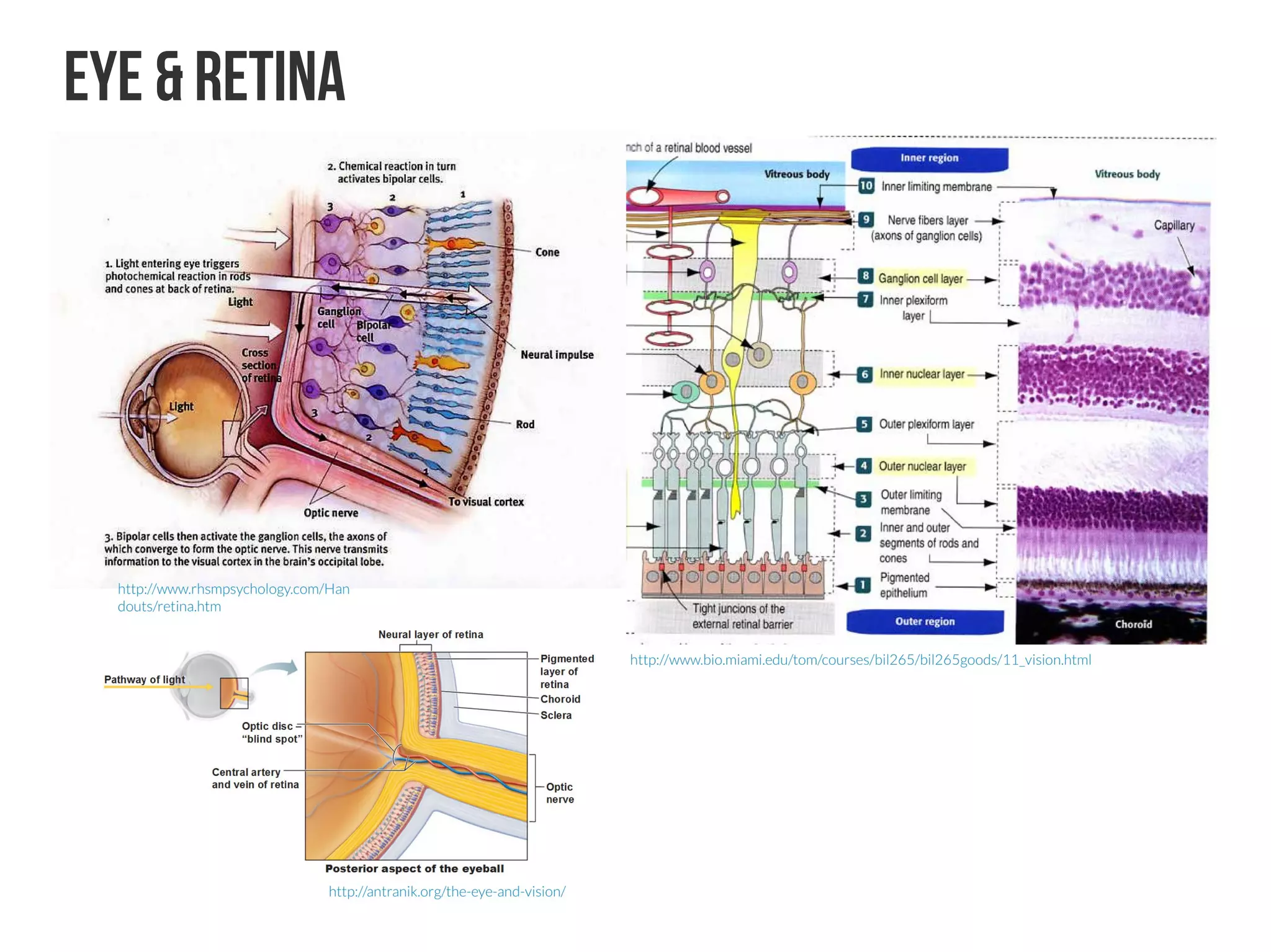 Shallow introduction for Deep Learning Retinal Image Analysis | PDF | Eye and Vision Conditions ...