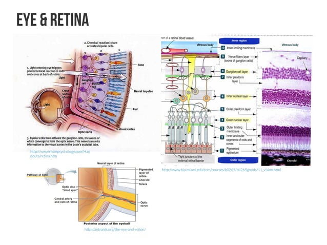Shallow introduction for Deep Learning Retinal Image Analysis | PDF ...