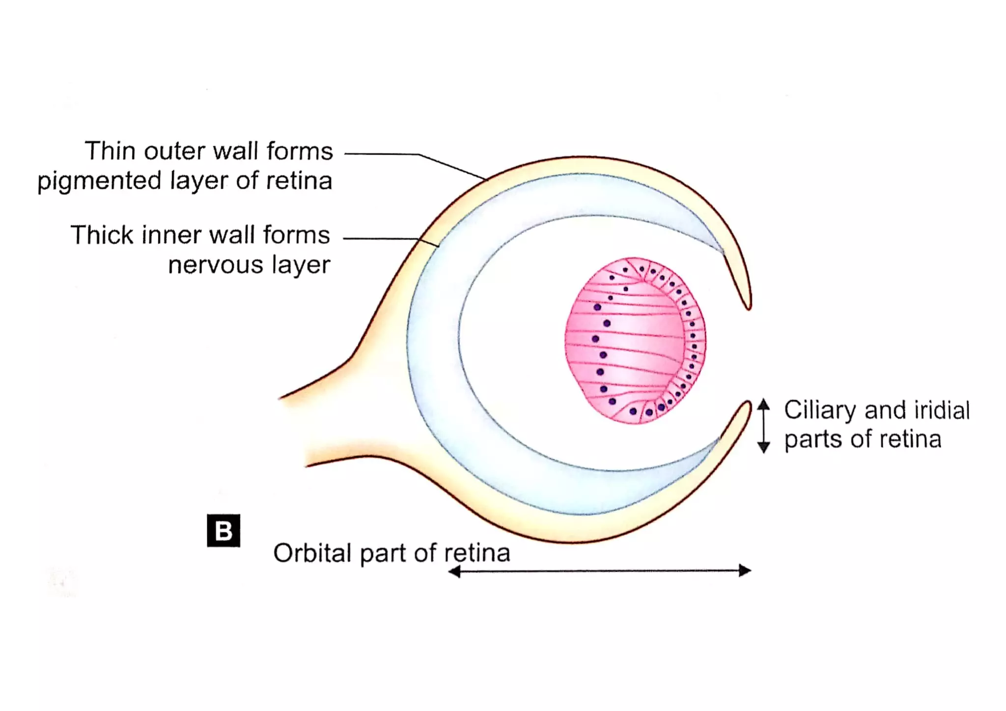 Development of Retina | PDF