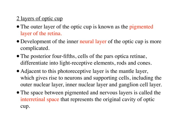 Development of Retina | PDF