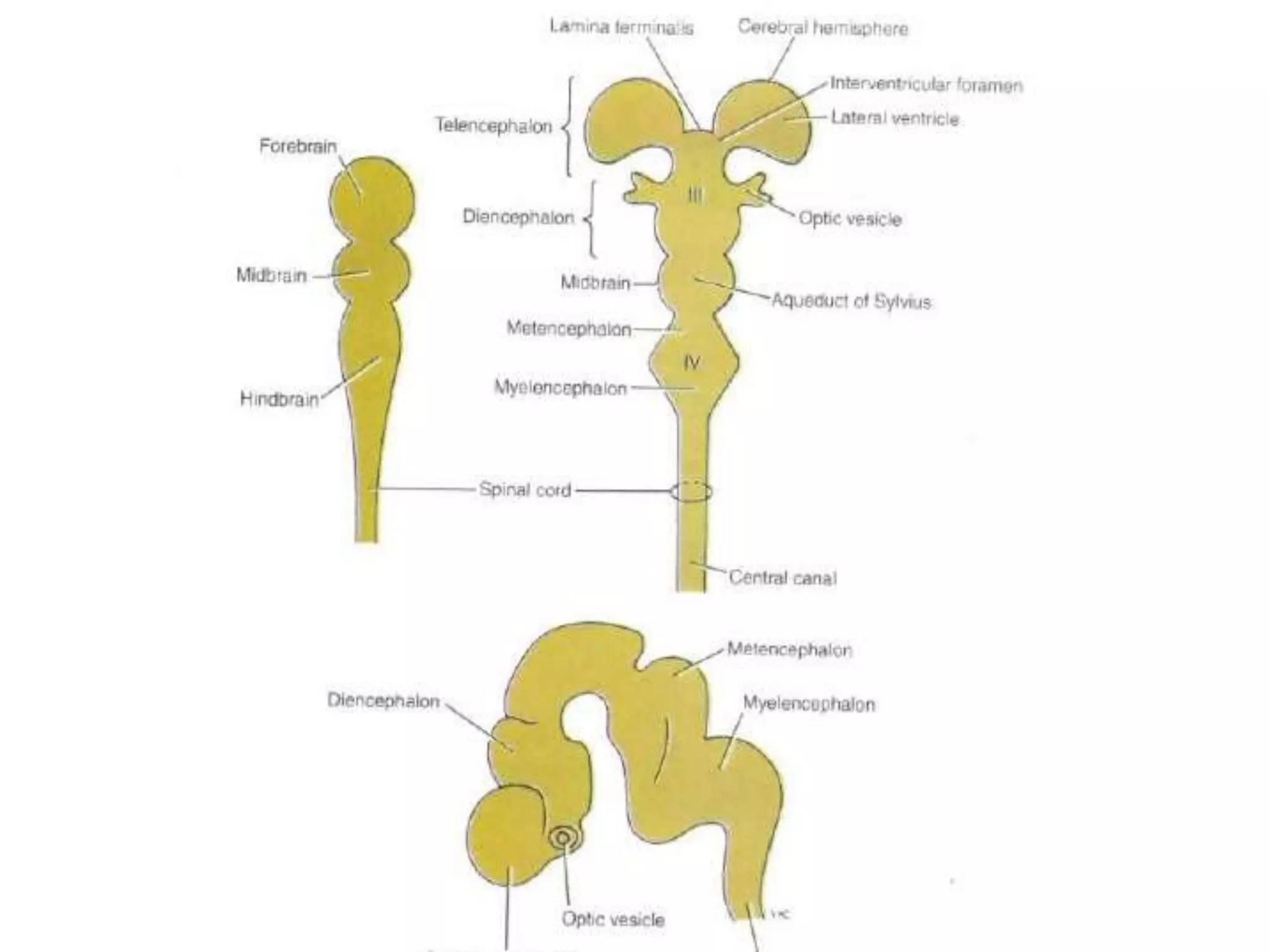 Retina embryology ppt | PPTX
