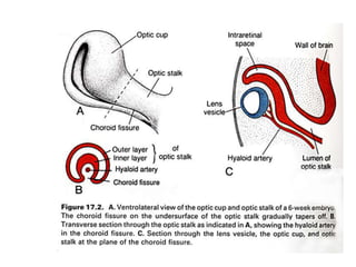 Retina embryology ppt | PPTX