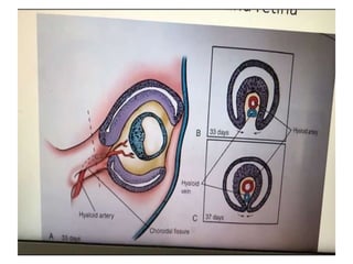 Retina embryology ppt | PPTX