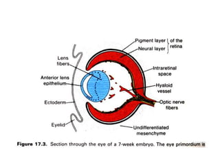 Retina embryology ppt | PPTX