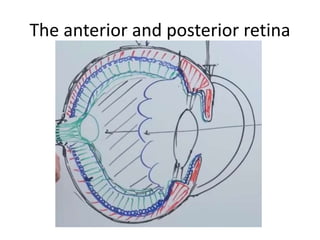 Retina embryology ppt | PPTX
