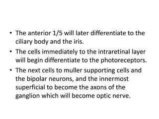 Retina embryology ppt | PPTX