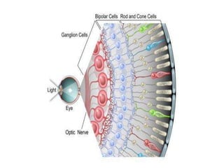 Retina embryology ppt | PPTX
