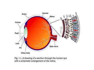 Retina embryology ppt | PPTX
