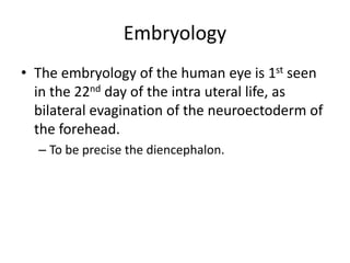 Retina embryology ppt | PPTX