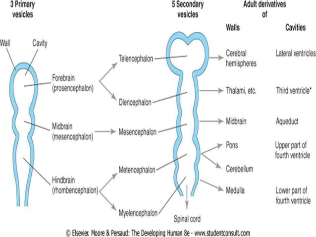 Retina embryology ppt | PPTX