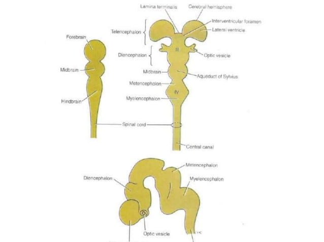 Retina embryology ppt | PPTX