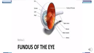 Retina fundus examination | PPTX