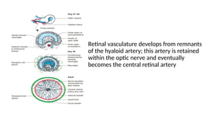 retina GHS anatomy of retina visual cycle.pptx