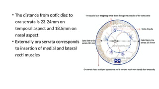 retina GHS anatomy of retina visual cycle.pptx