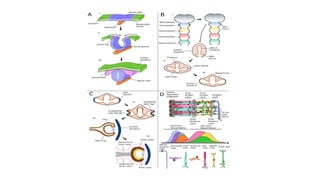 retina GHS anatomy of retina visual cycle.pptx