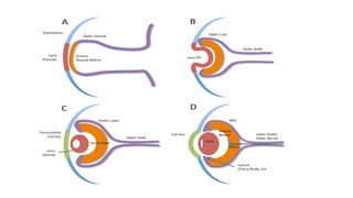 retina GHS anatomy of retina visual cycle.pptx