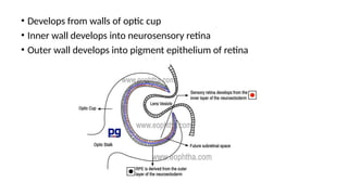 retina GHS anatomy of retina visual cycle.pptx