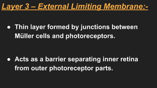Retinal anatomy and physiology/ppt/ .pdf