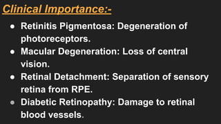 Retinal anatomy and physiology/ppt/ .pdf