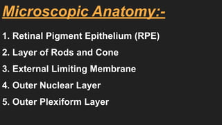 Retinal anatomy and physiology/ppt/ .pdf