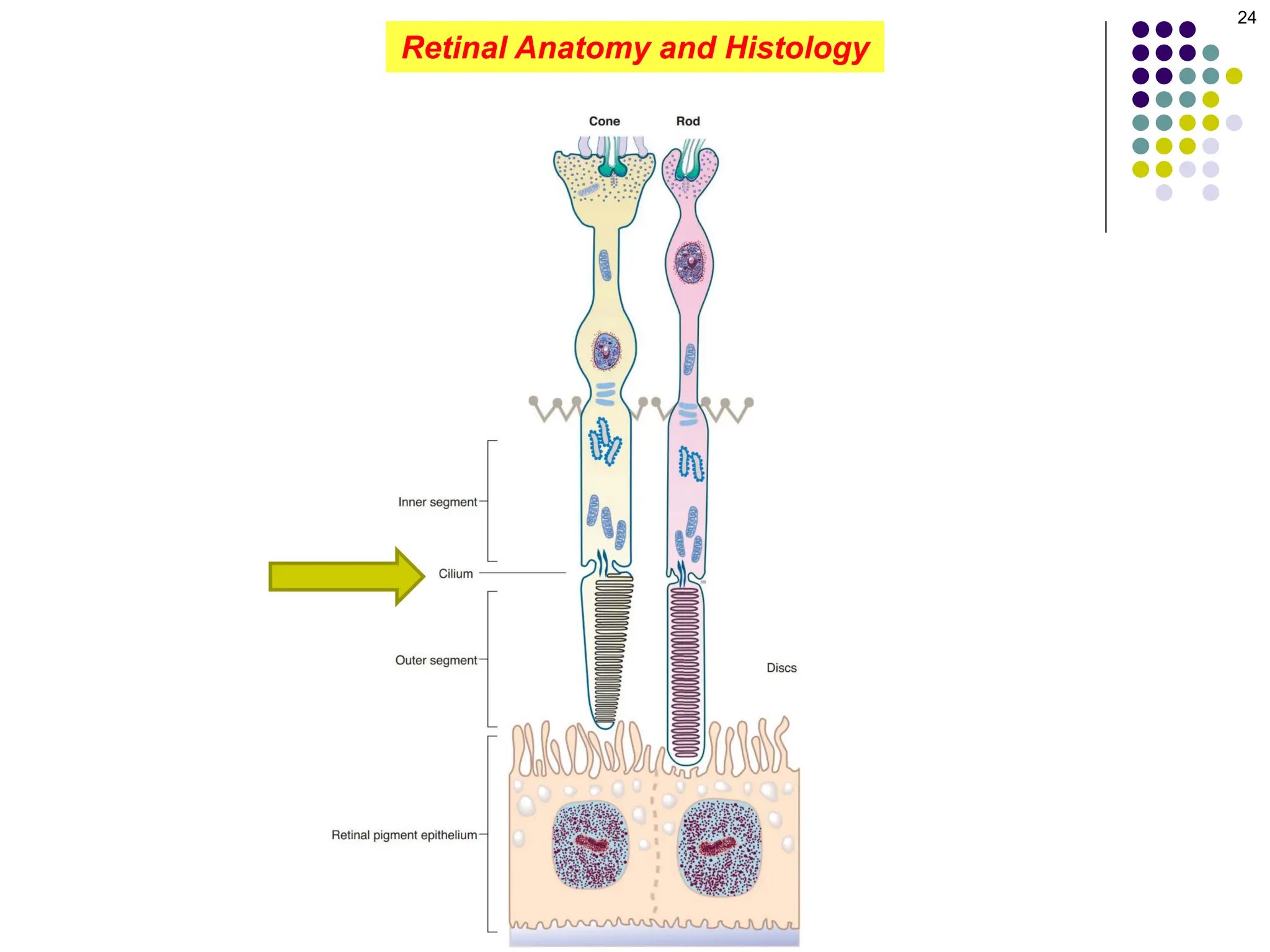 Retinal Anatomy and Histology and Also description about physiology | PPT