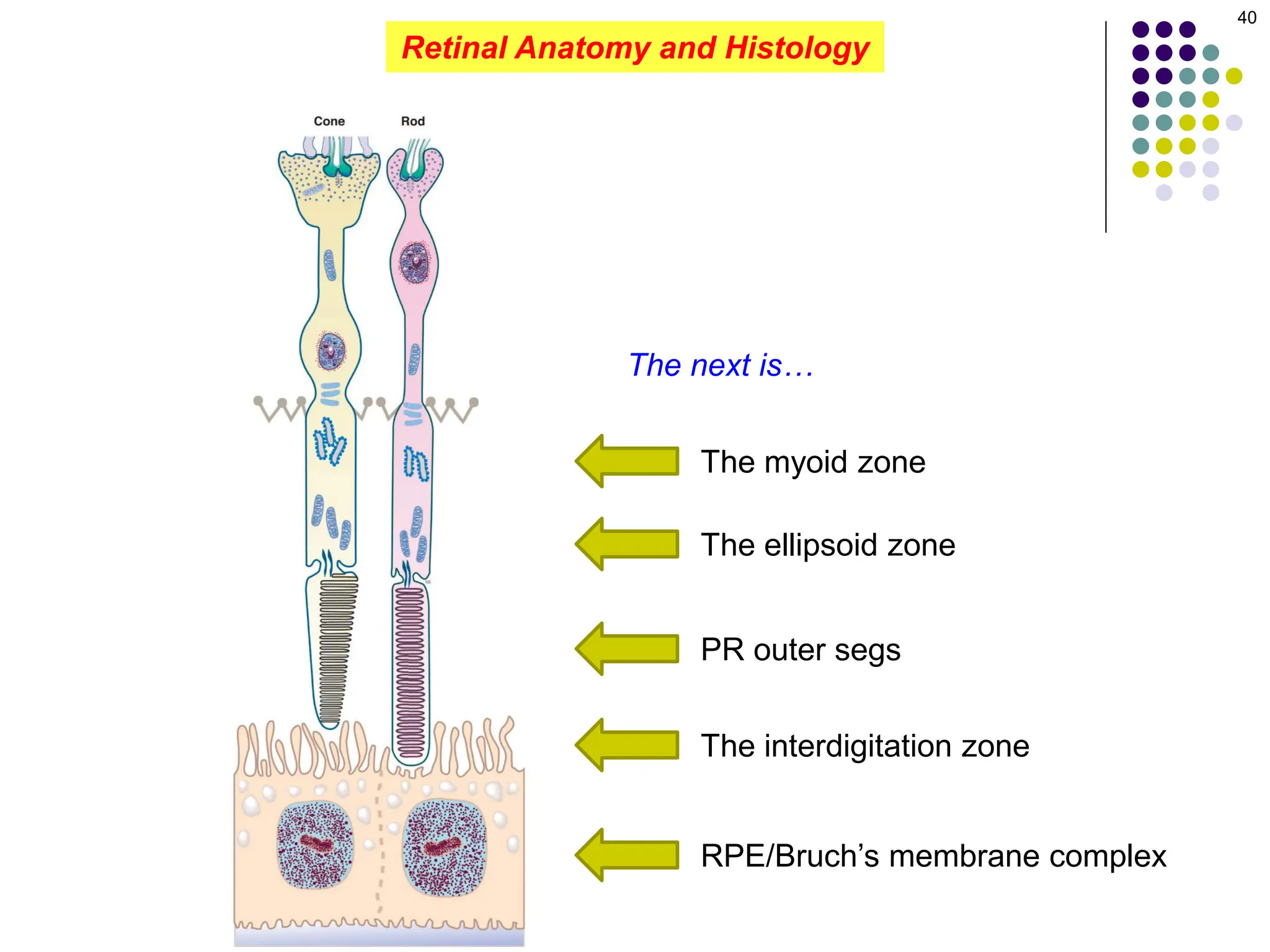 Retinal Anatomy and Histology and Also description about physiology | PPT