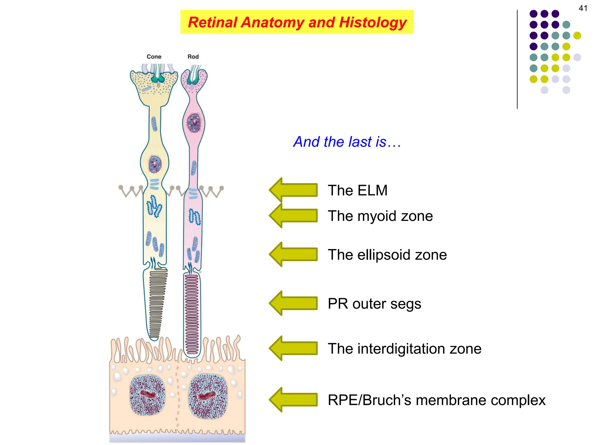 Retinal Anatomy and Histology and Also description about physiology | PPT