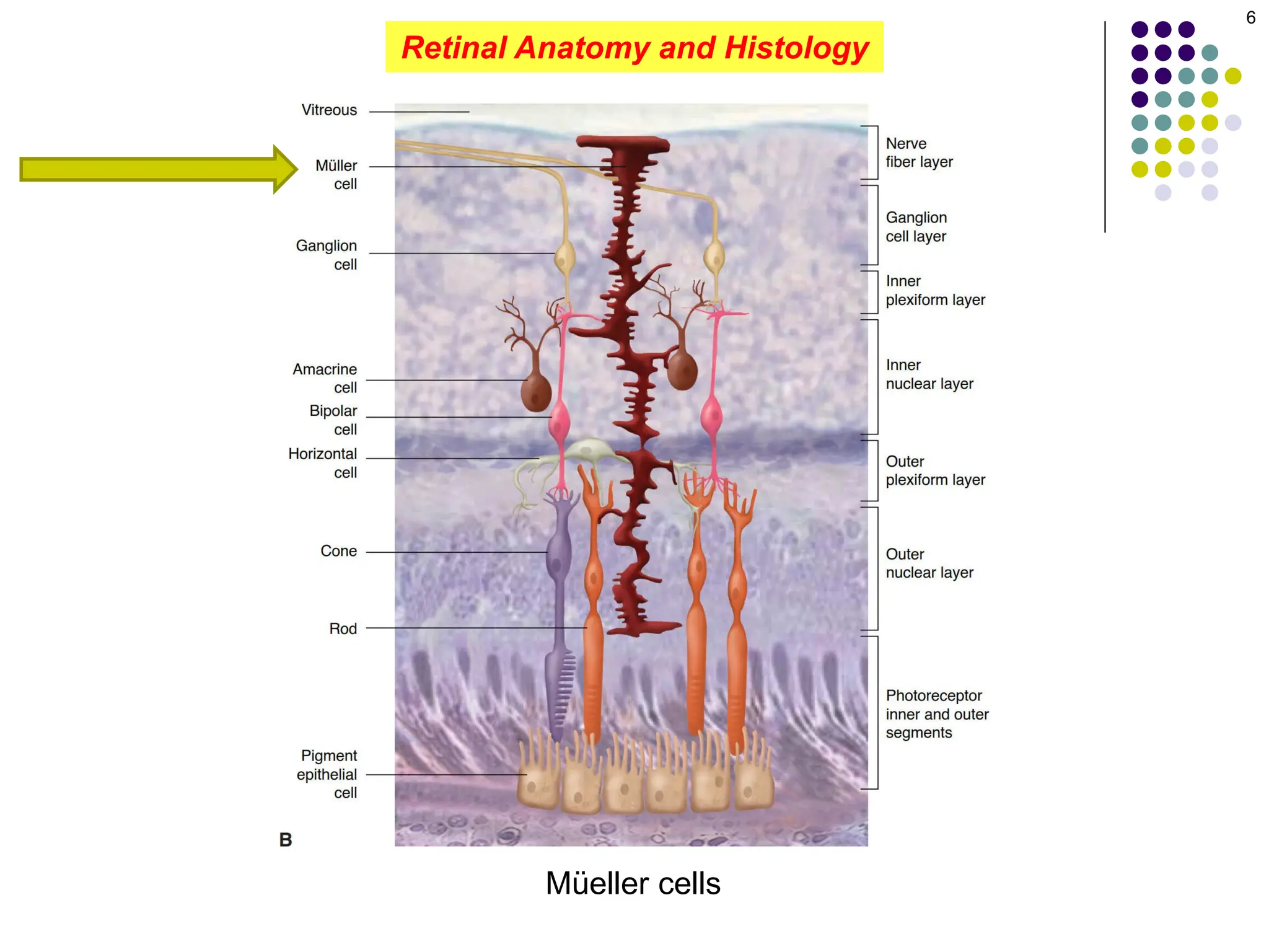 Retinal Anatomy and Histology and Also description about physiology | PPT