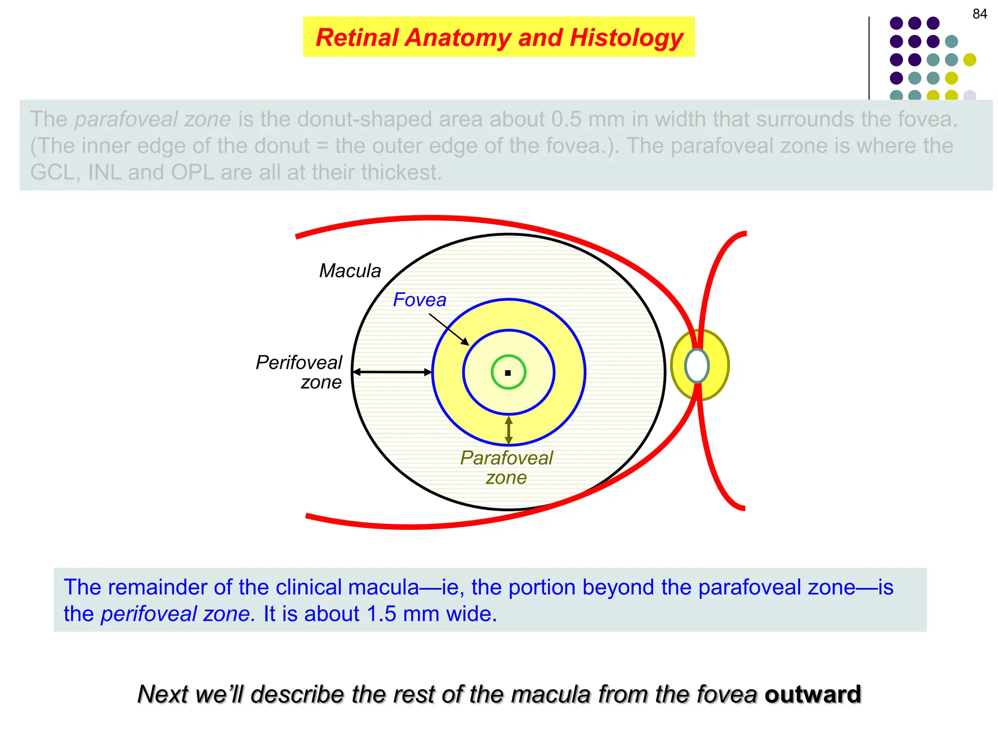 Retinal Anatomy and Histology and Also description about physiology | PDF