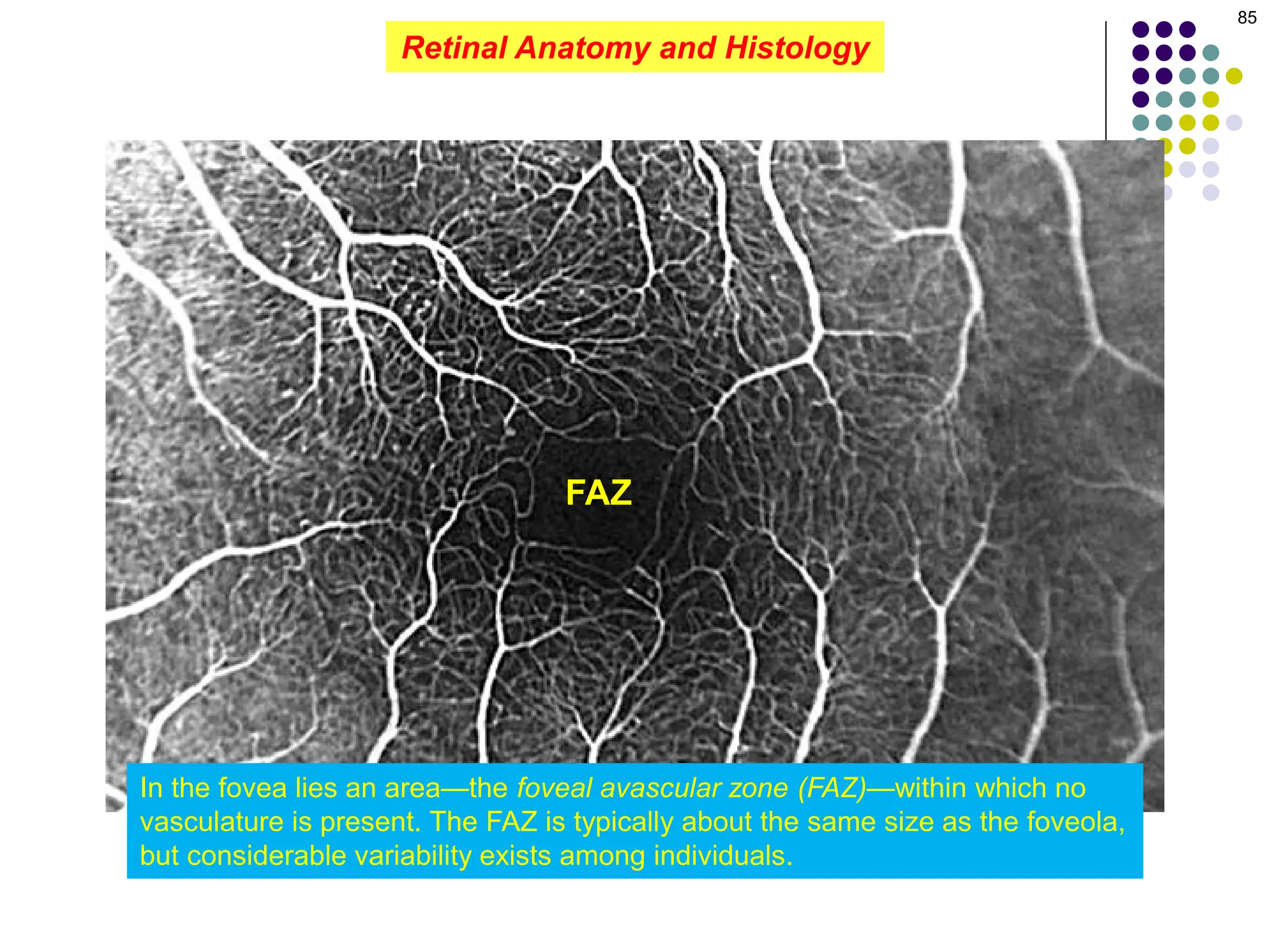 Retinal Anatomy and Histology and Also description about physiology | PDF