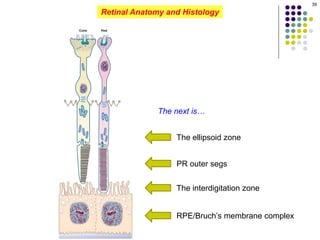 Retinal Anatomy and Histology and Also description about physiology | PDF